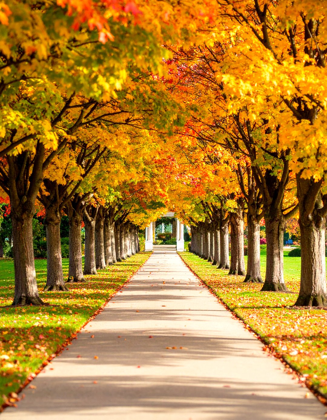 24 Tree Landscaping Ideas - Easy Lawn and Tree Ideas - Too Much Time