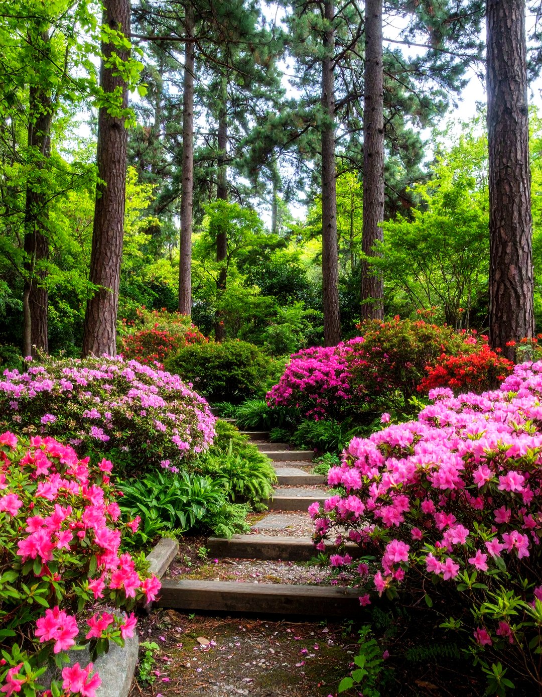 24 Pine Tree Landscape Ideas for Serene Outdoor Spaces - Too Much Time